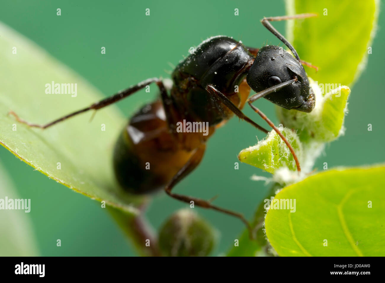 A "large" ant, taken at slightly larger than life size on a FF sensor ...