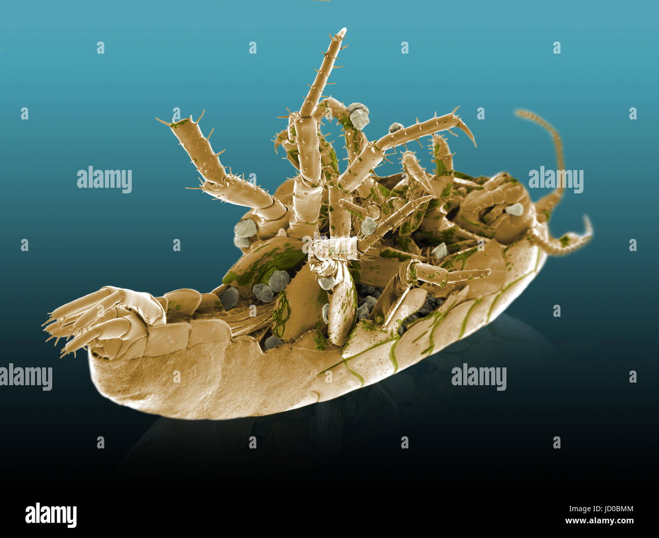 Sand flea High Resolution Stock Photography and Images - Alamy