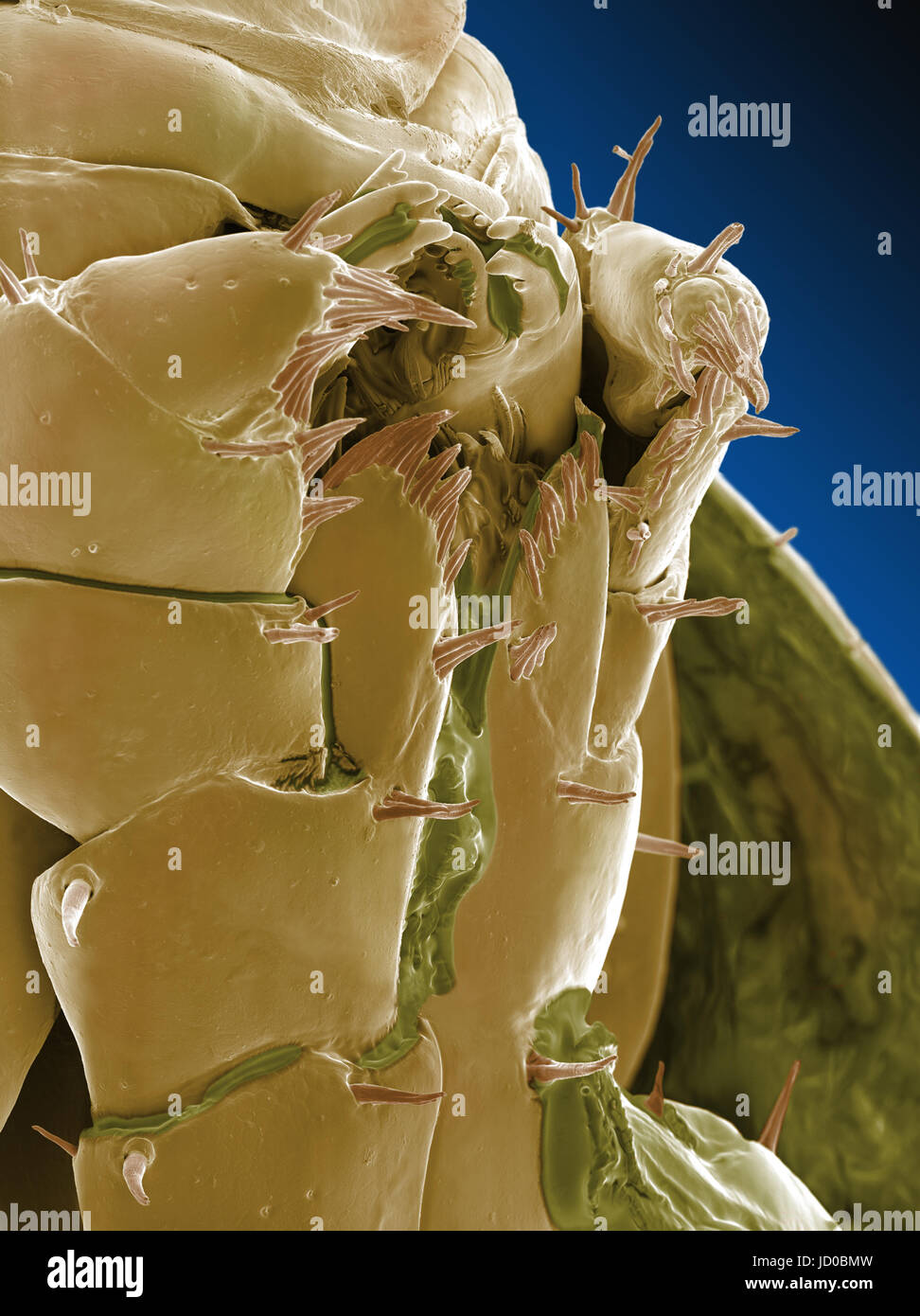 Sem microscope hi-res stock photography and images - Alamy