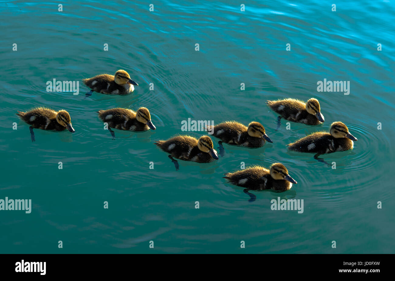 Chicken cosy hi-res stock photography and images - Alamy