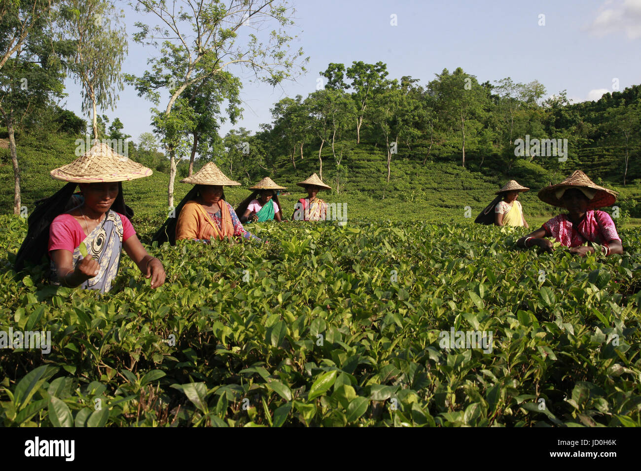Dhaka, Bangladesh. Bangladeshi tea pickers work at a tea garden in ...