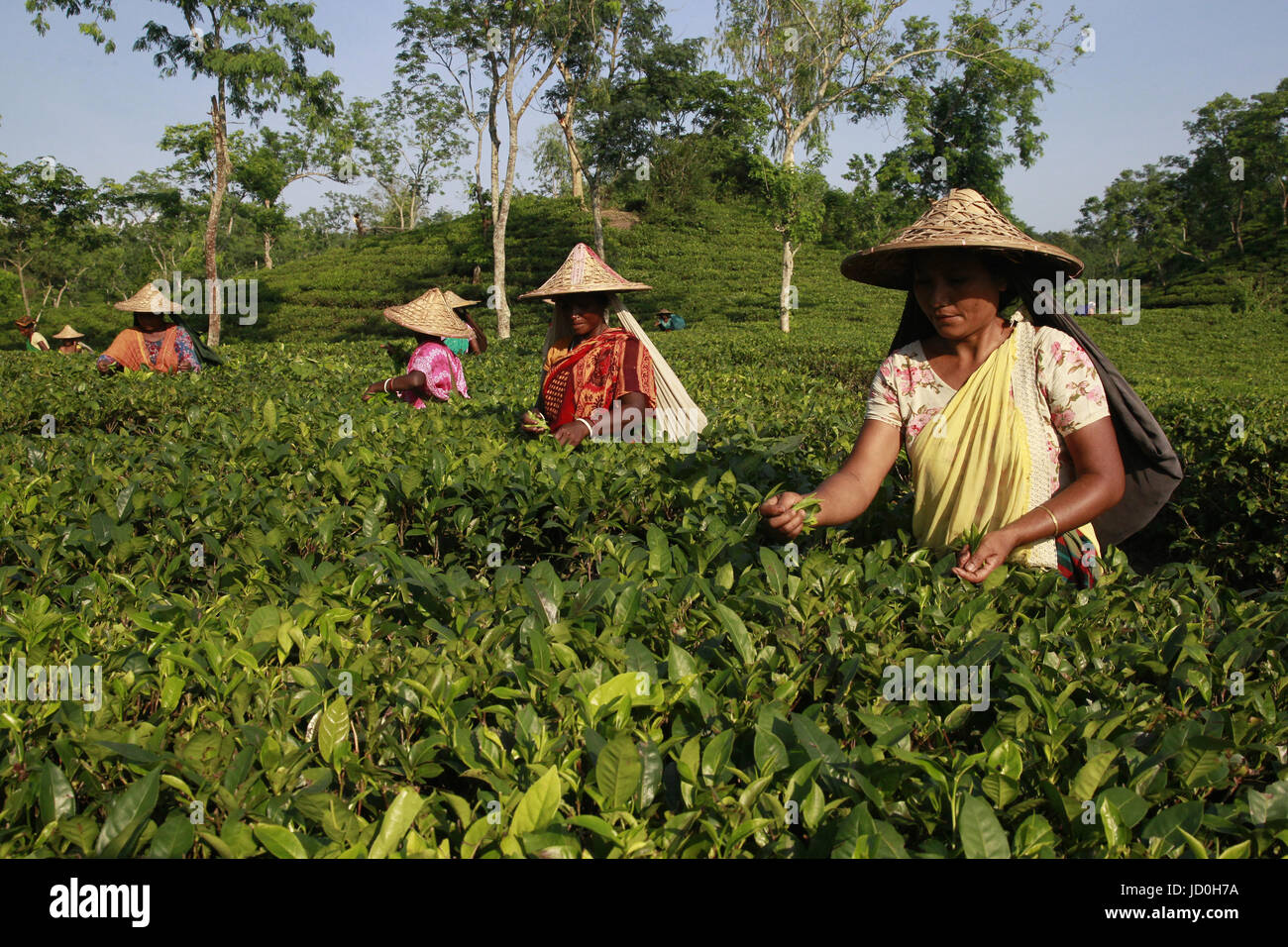 A tea garden hi-res stock photography and images - Alamy