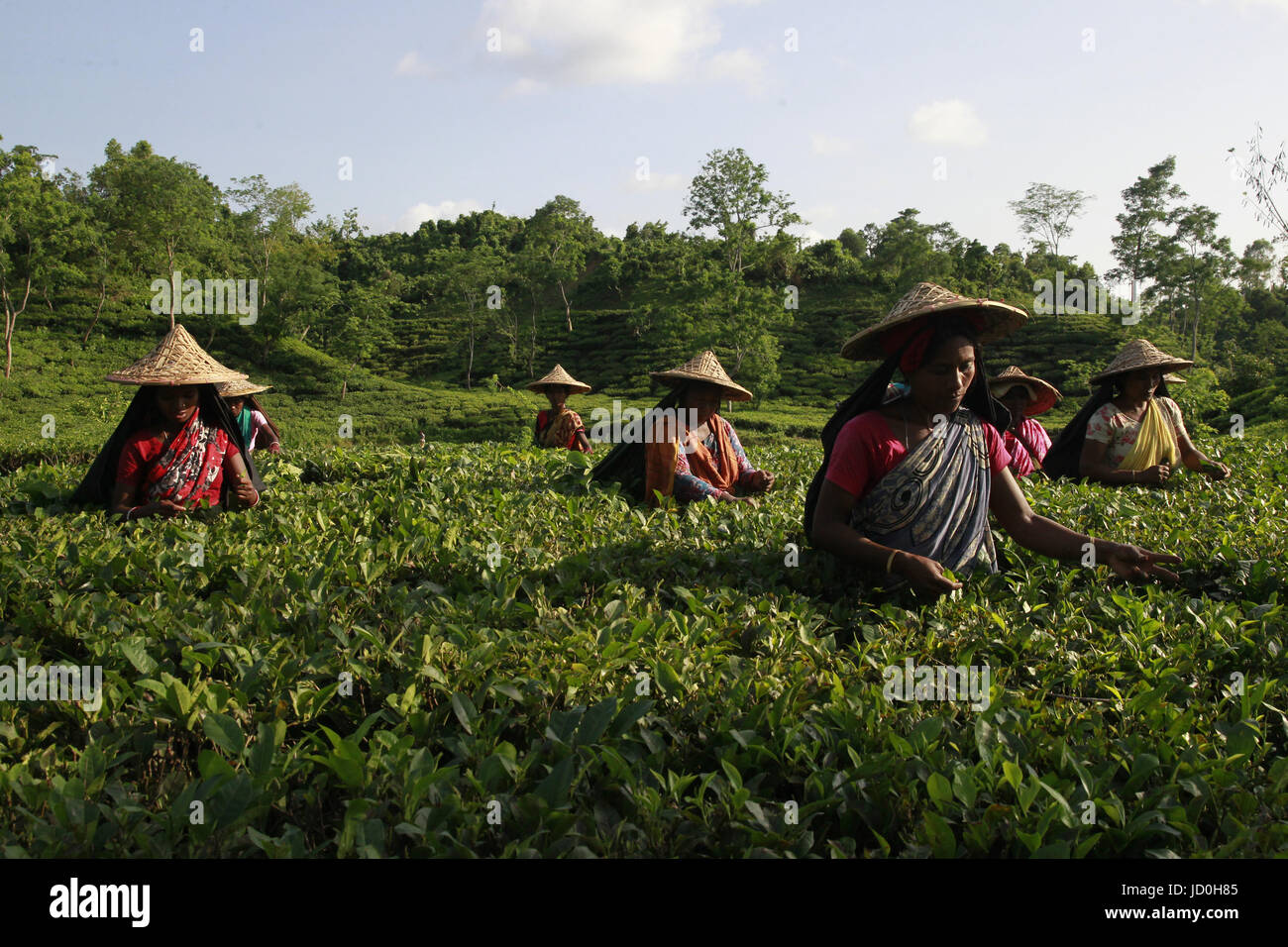 Dhaka, Bangladesh. Bangladeshi tea pickers work at a tea garden in ...