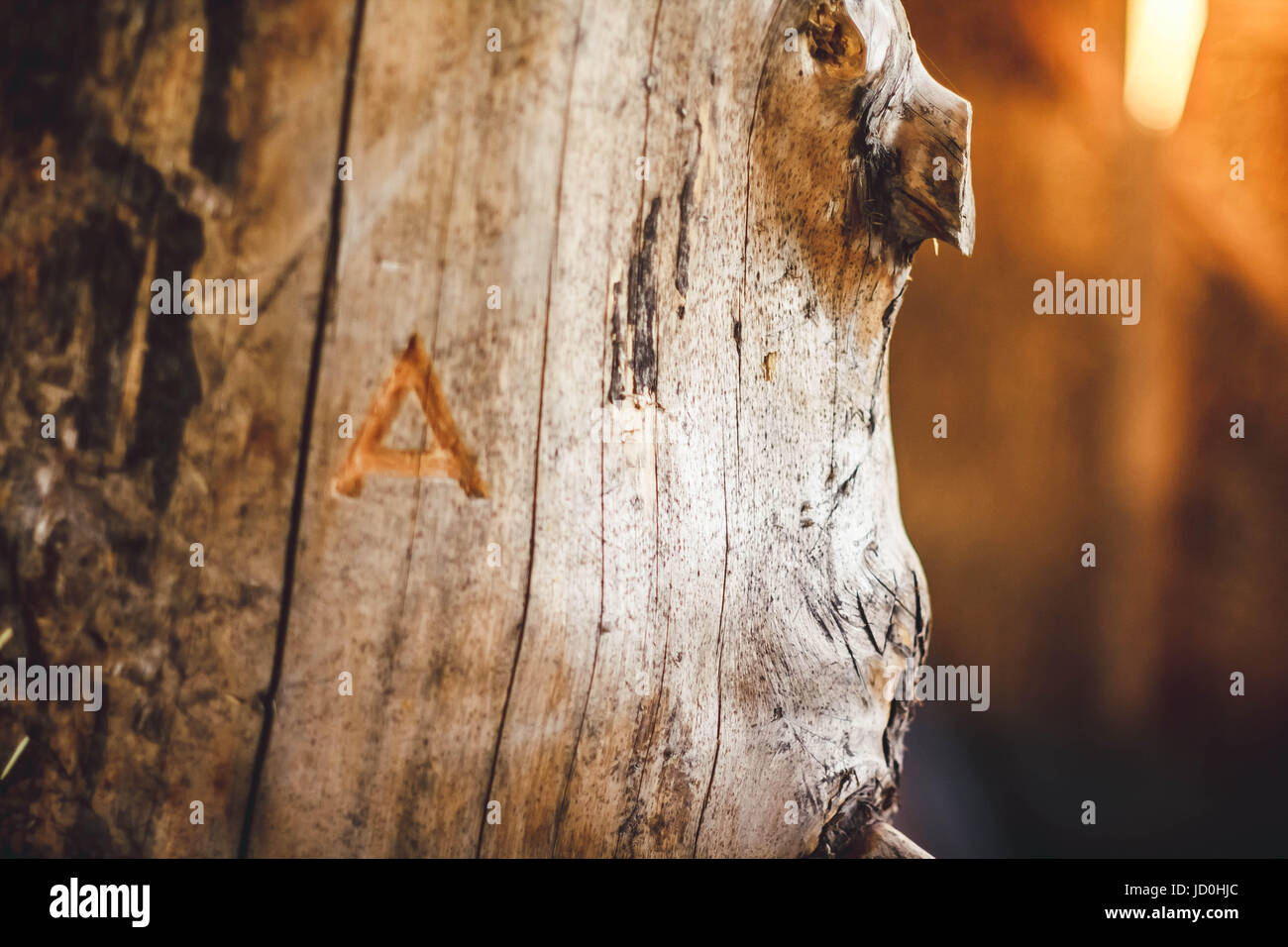 The trunk of the Great old tree without bark Stock Photo - Alamy