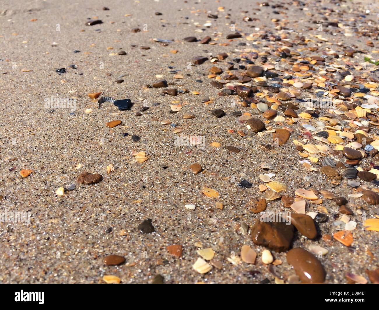 Sea shells scattered on sandy beach hi-res stock photography and images ...