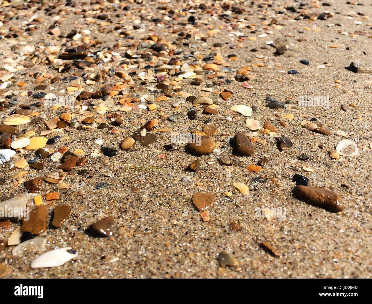 Sea shells scattered on sandy beach hi-res stock photography and images ...