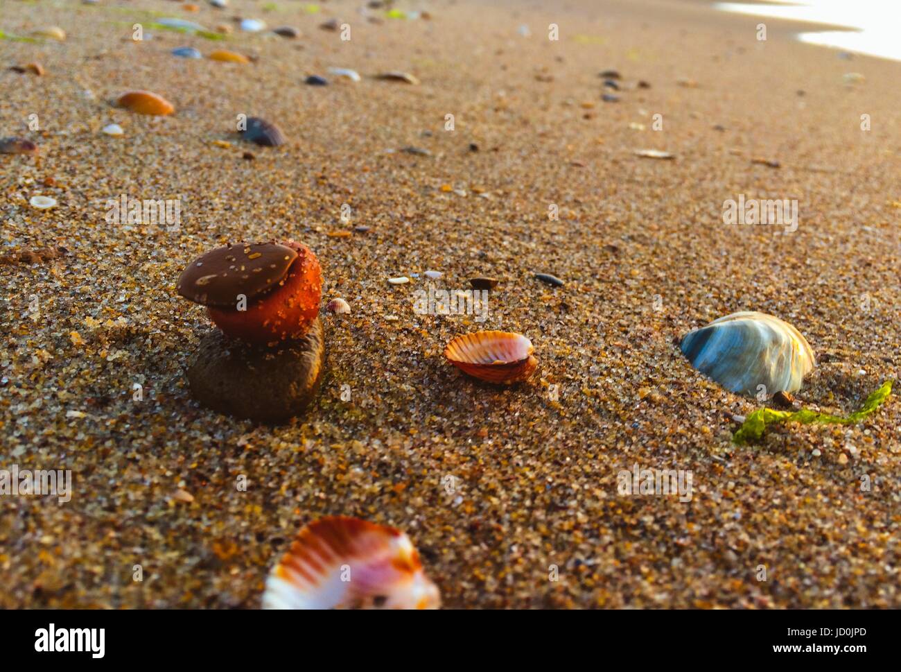 Sea shells scattered on sandy beach hi-res stock photography and images ...