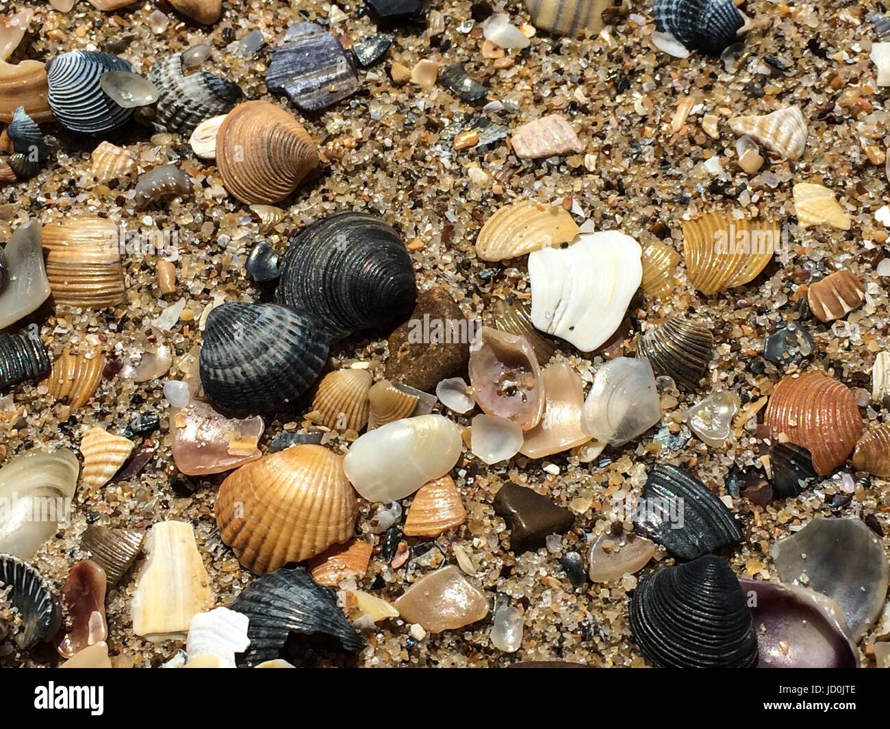 Stones frame sea shells hi-res stock photography and images - Alamy