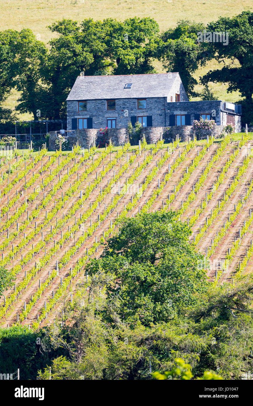 The award winning Camel Valley Vineyard near Bodmin, Cornwall with vine ...