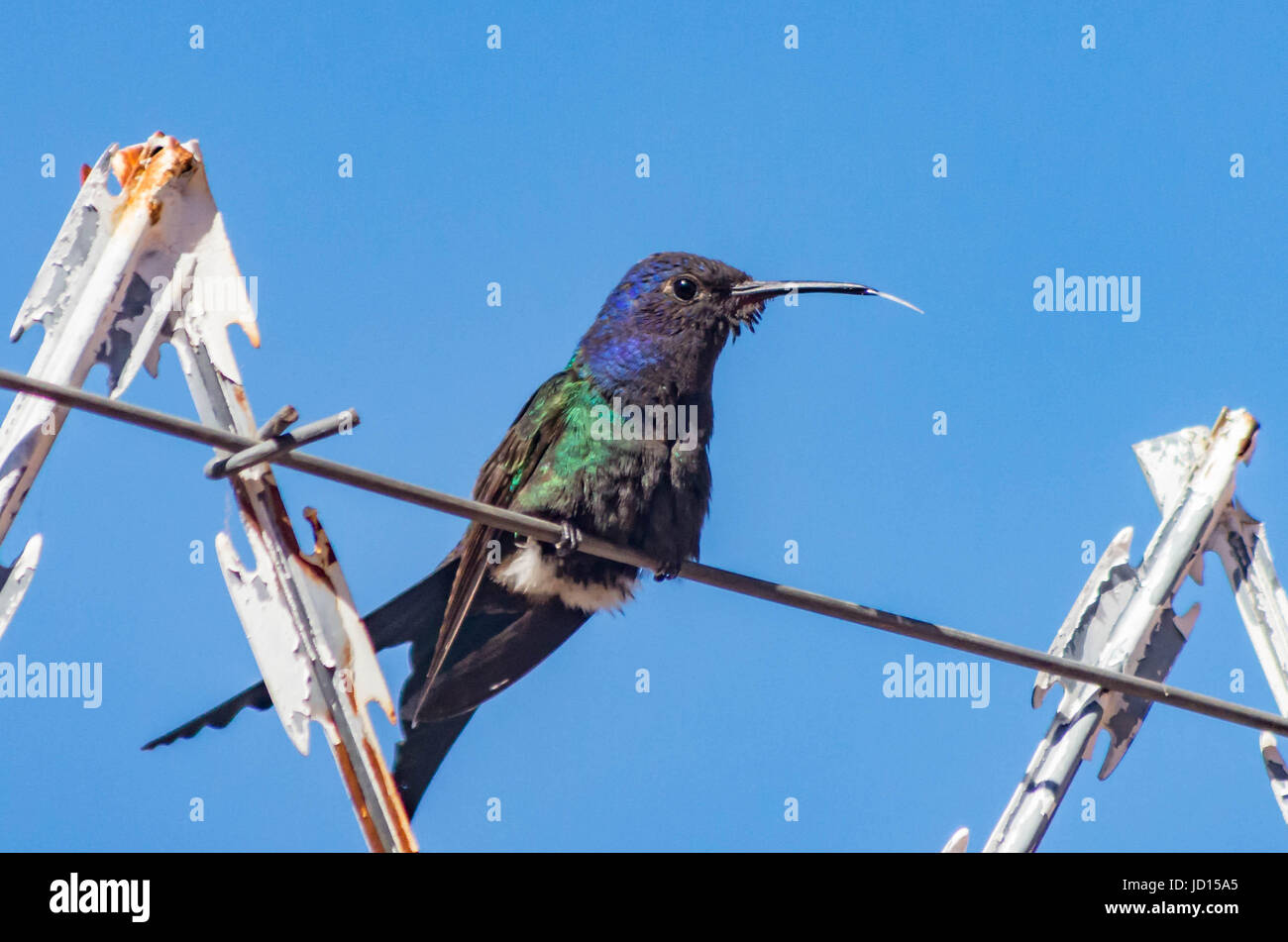 Hummingbrd hi-res stock photography and images - Alamy