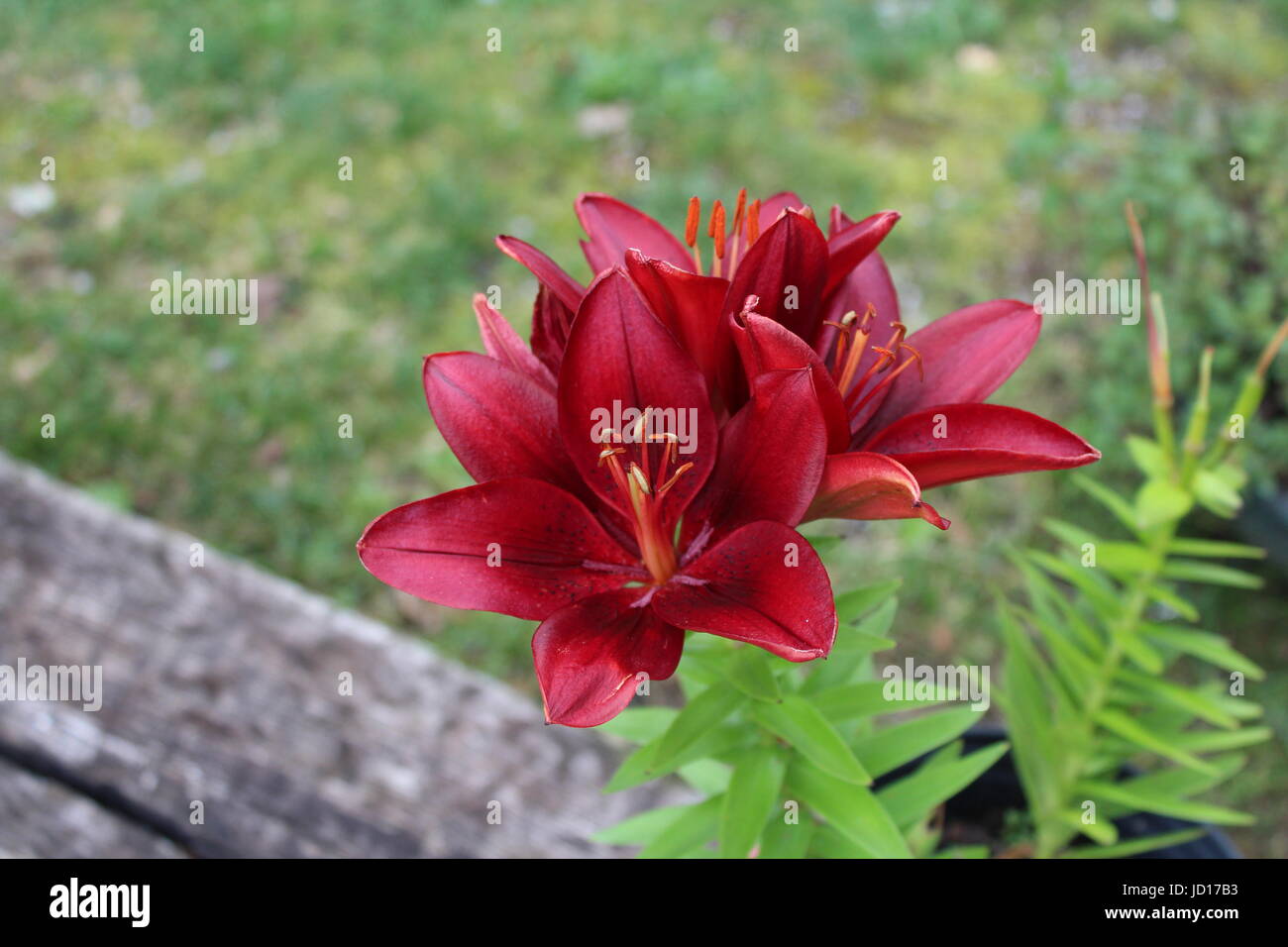 Red asiatic lily hi-res stock photography and images - Alamy