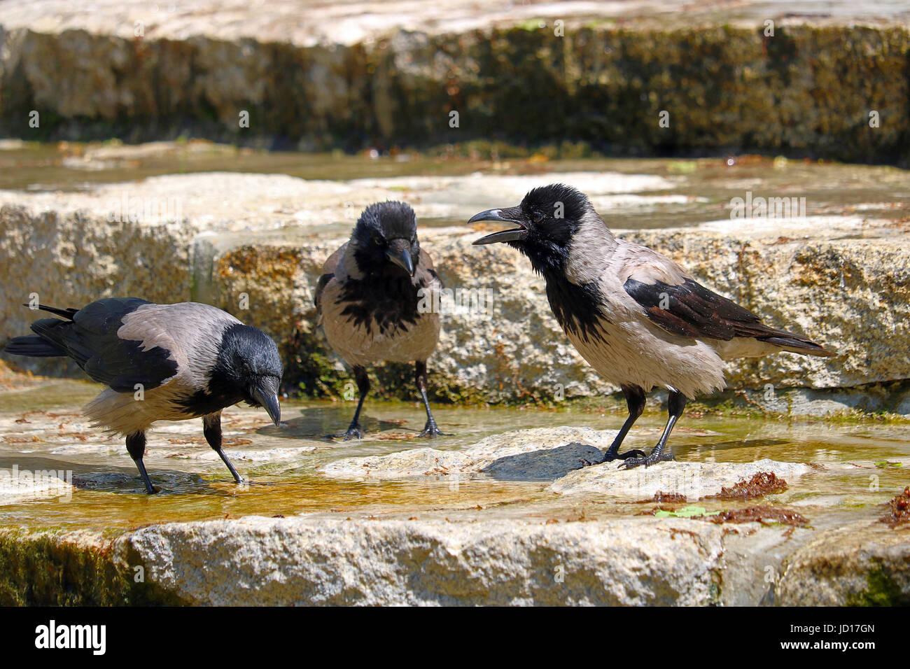 three crows sitting an urban fountain in the sun in berlin Stock Photo ...