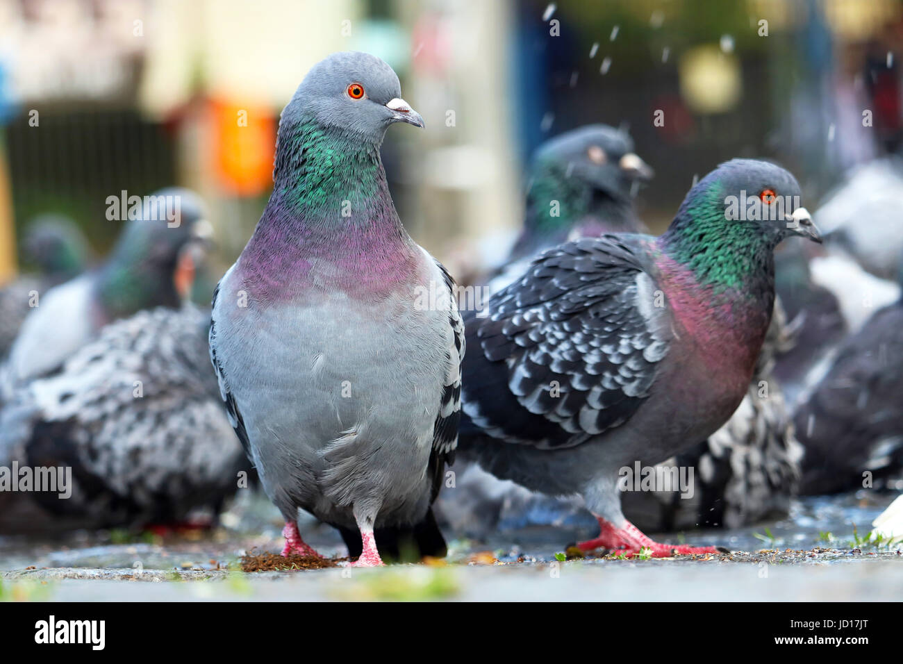 Group of pigeon hi-res stock photography and images - Alamy