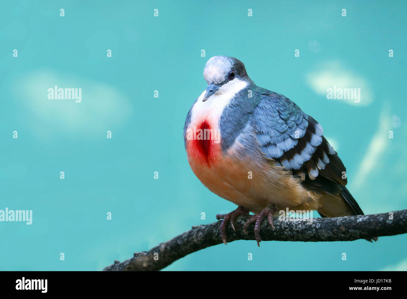 Luzon bleeding-heart (gallicolumba luzonica) dove with a bloody red ...