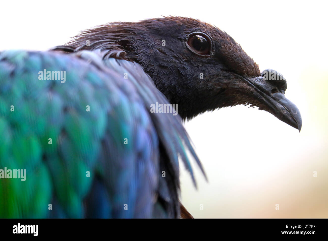 head of a nicobar pigeon bird in back view Stock Photo - Alamy