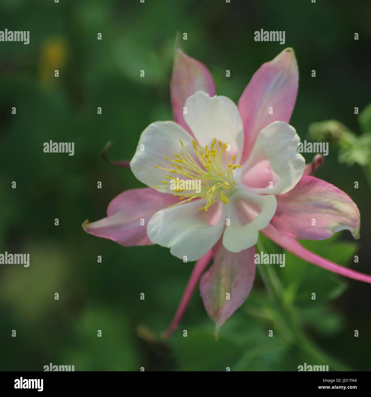 Red Asiatic Lily Stock Photo - Alamy