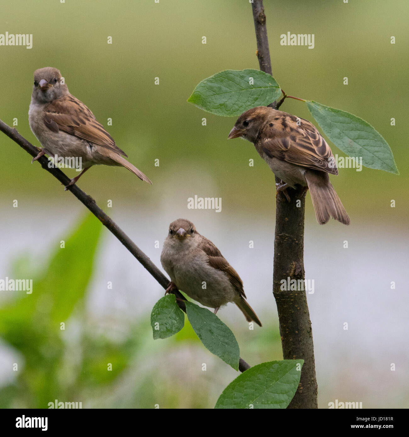 Three Sparrows High Resolution Stock Photography and Images - Alamy