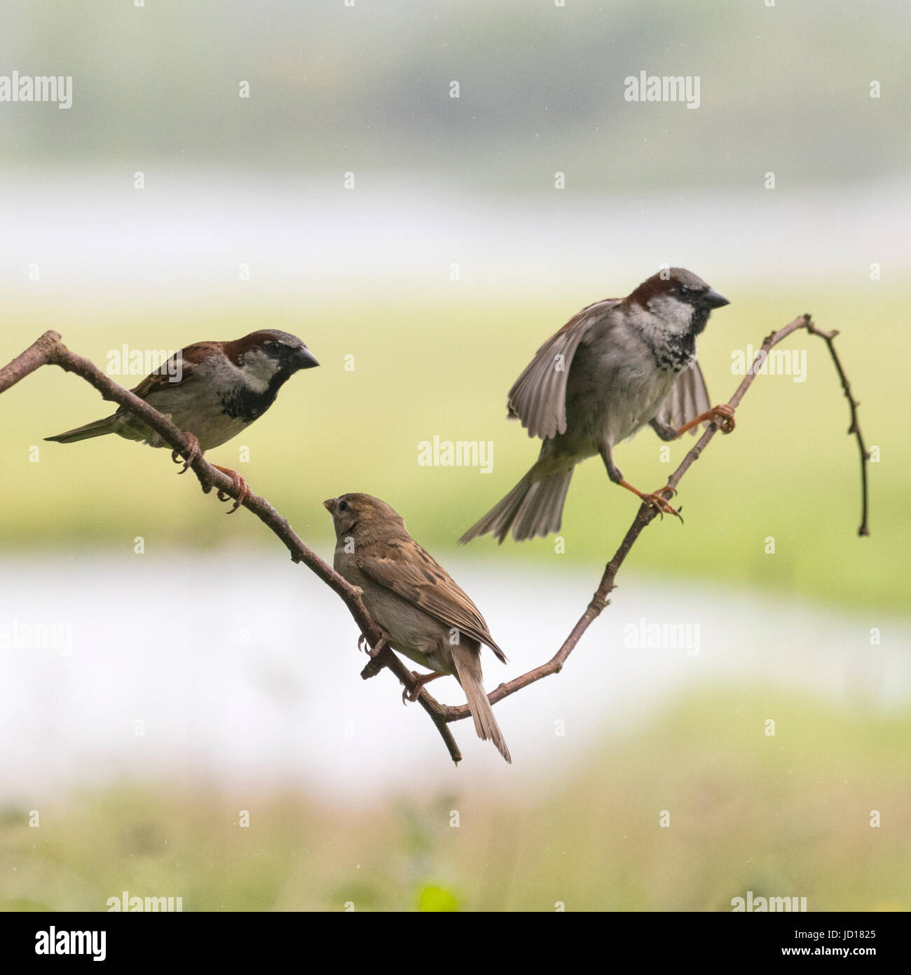 Three sparrows hi-res stock photography and images - Alamy