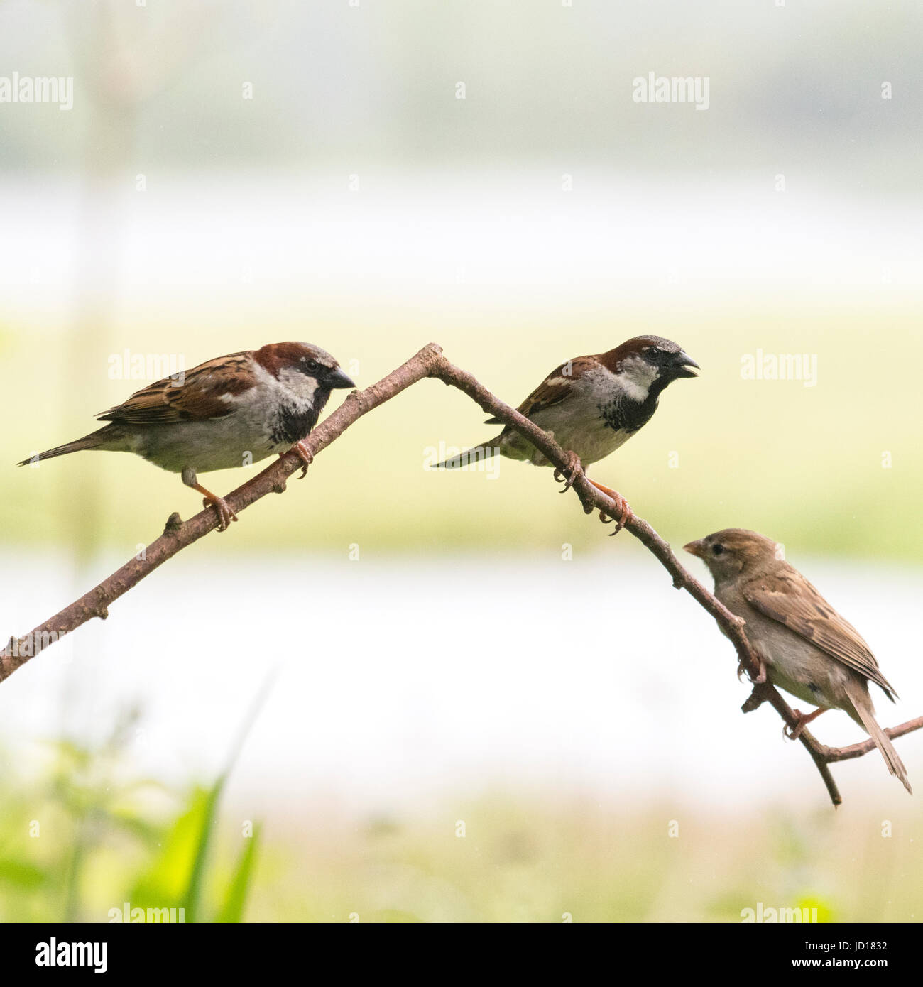 Three sparrows hi-res stock photography and images - Alamy
