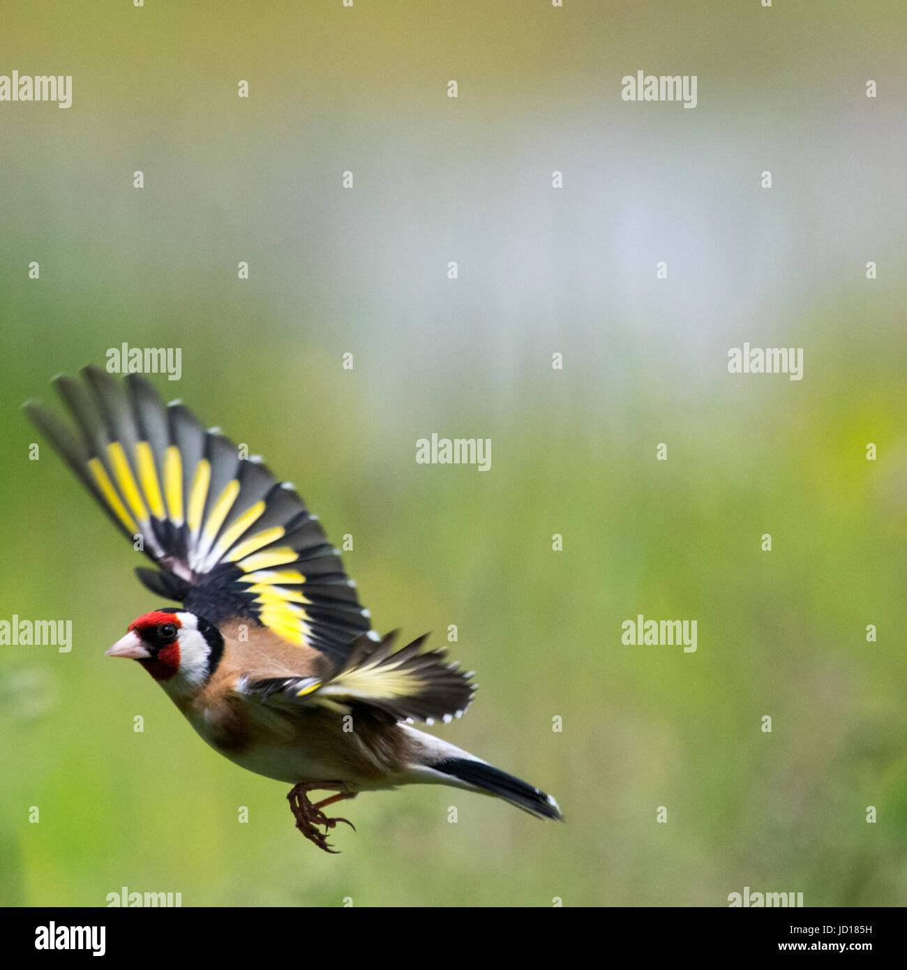 European goldfinch hi-res stock photography and images - Alamy