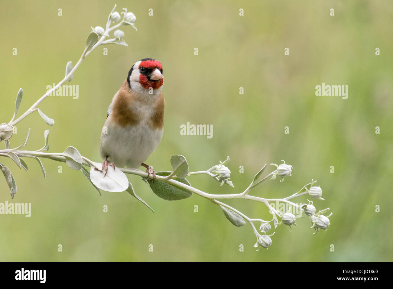 Hovering goldfinch hi-res stock photography and images - Alamy