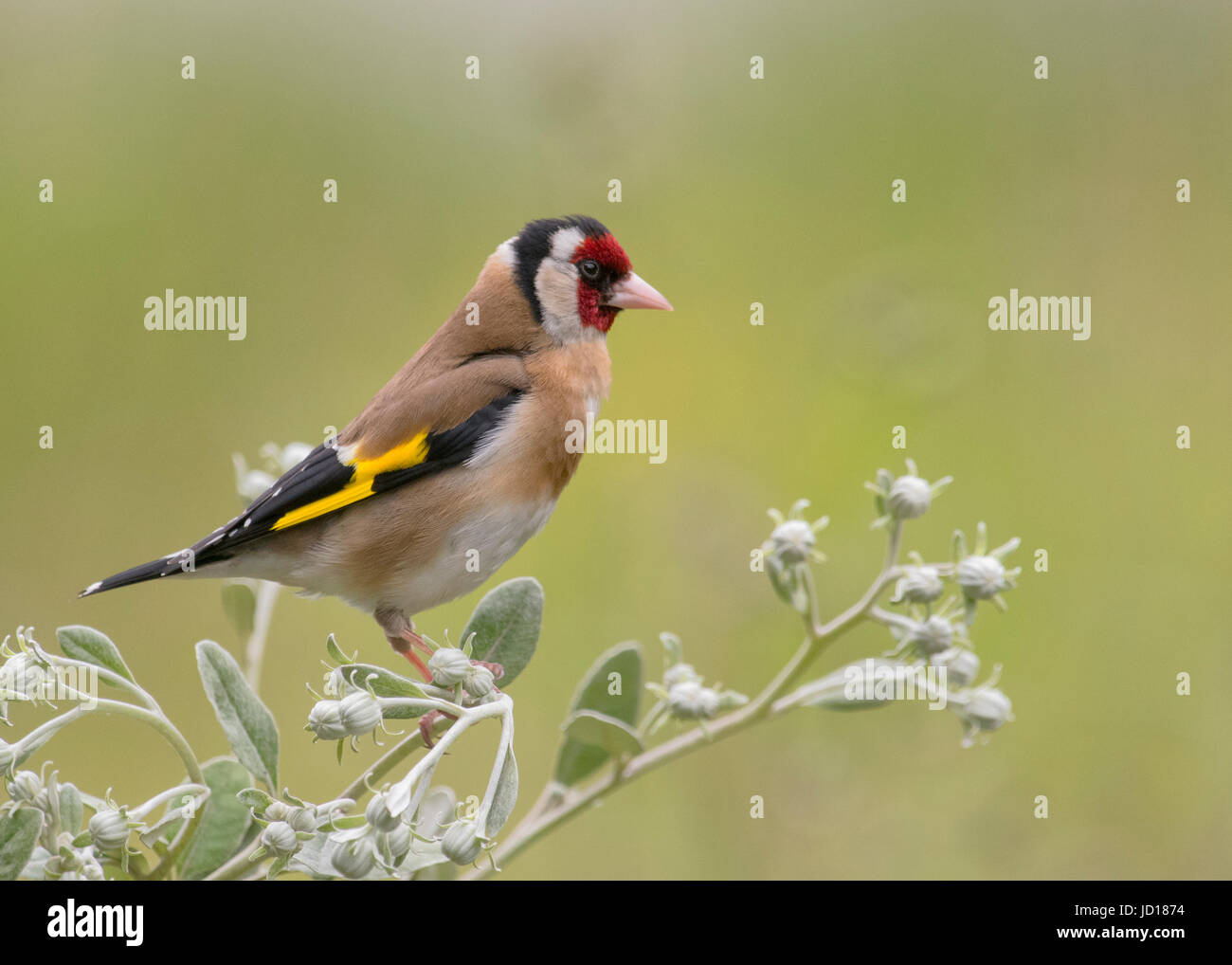 Hovering goldfinch hi-res stock photography and images - Alamy