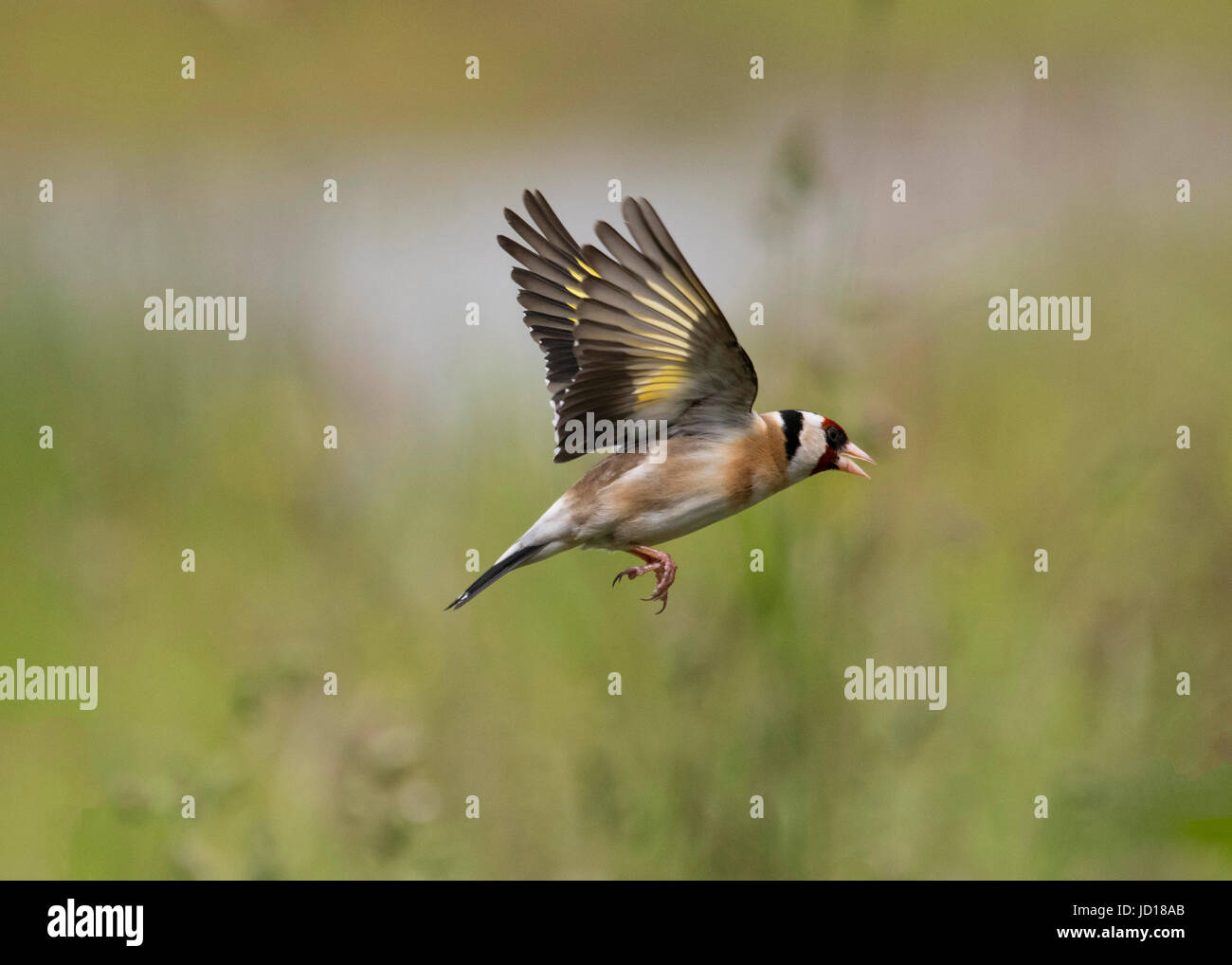 Hovering goldfinch hi-res stock photography and images - Alamy