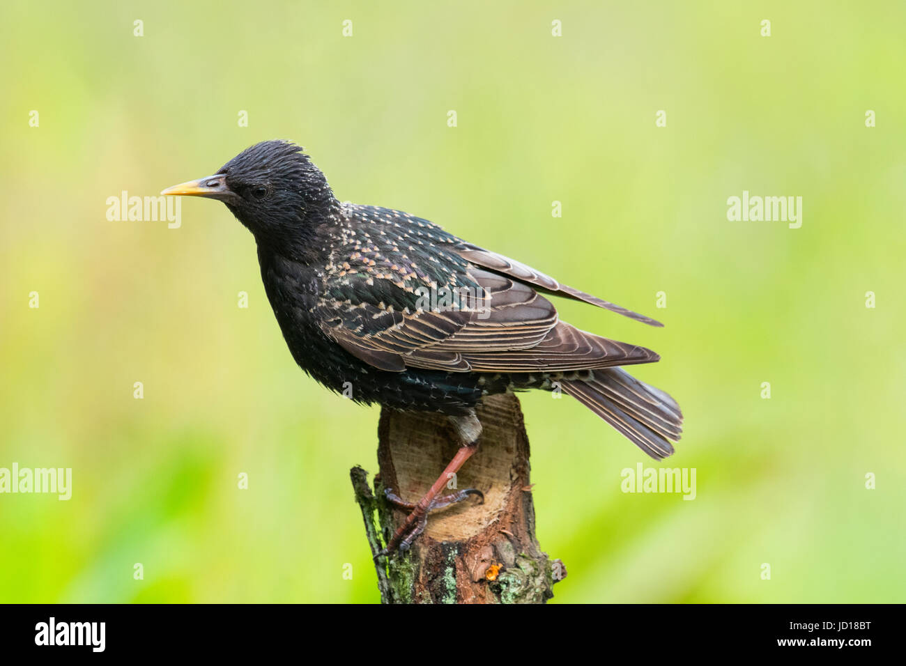 Juvenile glossy starling hi-res stock photography and images - Alamy