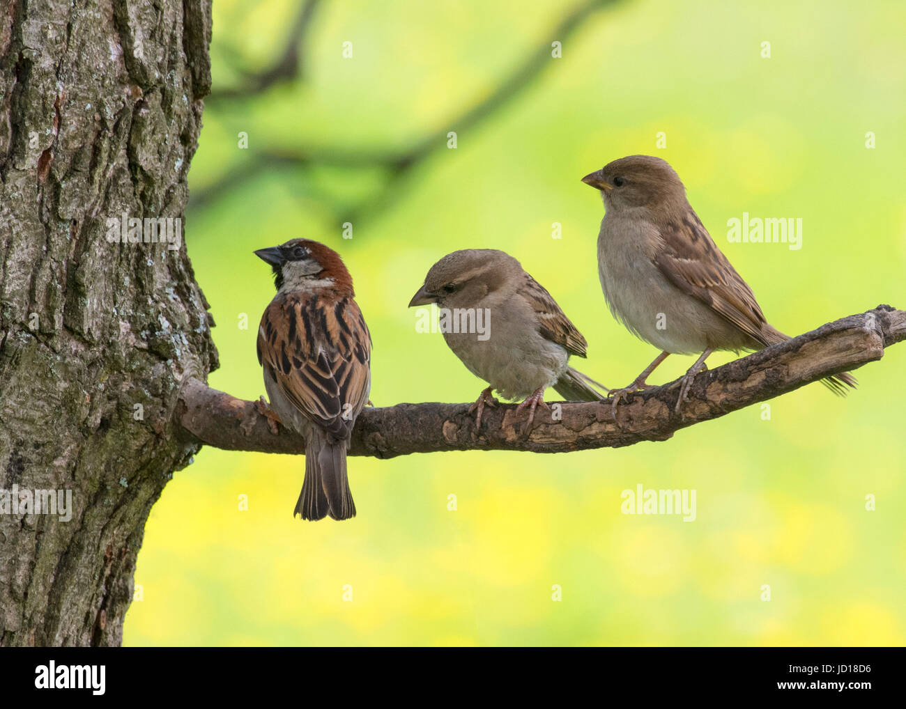 Sparrows males hi-res stock photography and images - Alamy