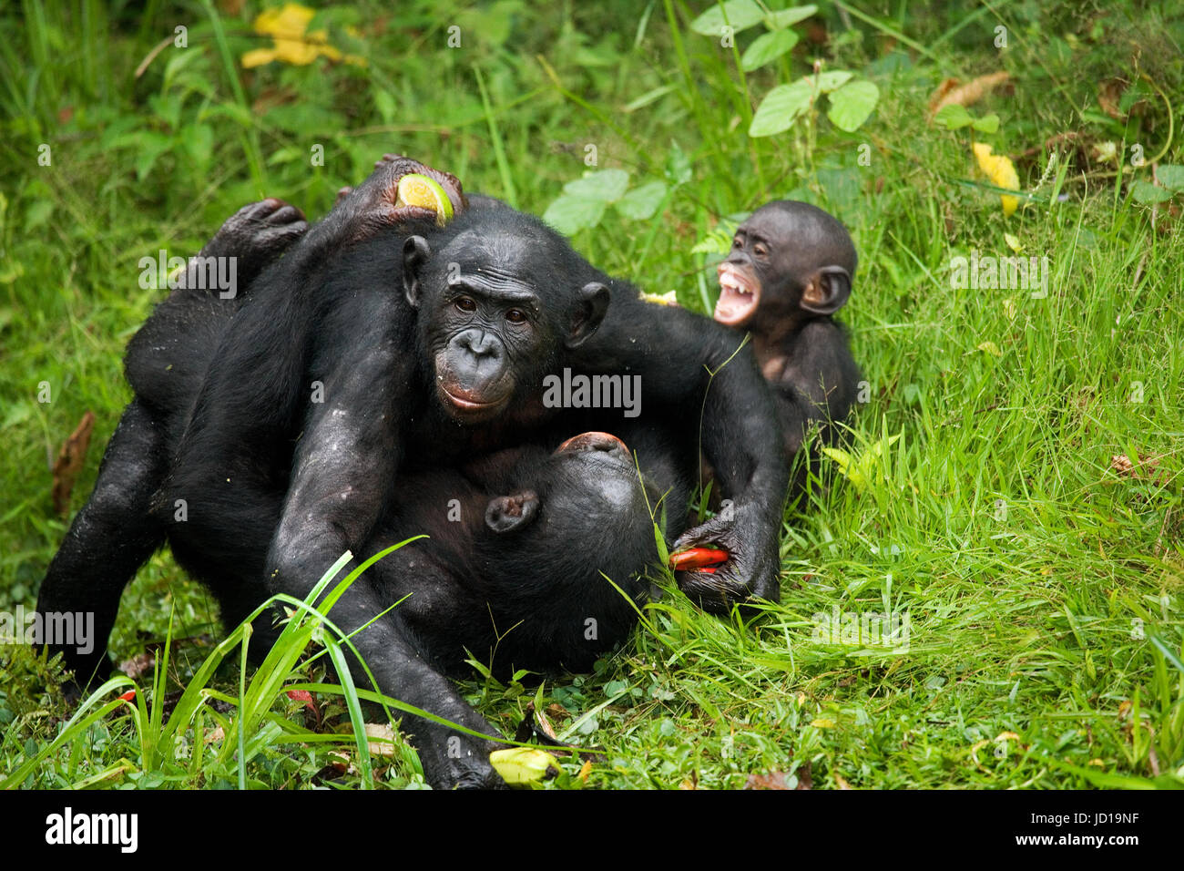 Bonobos Mating Face To Face