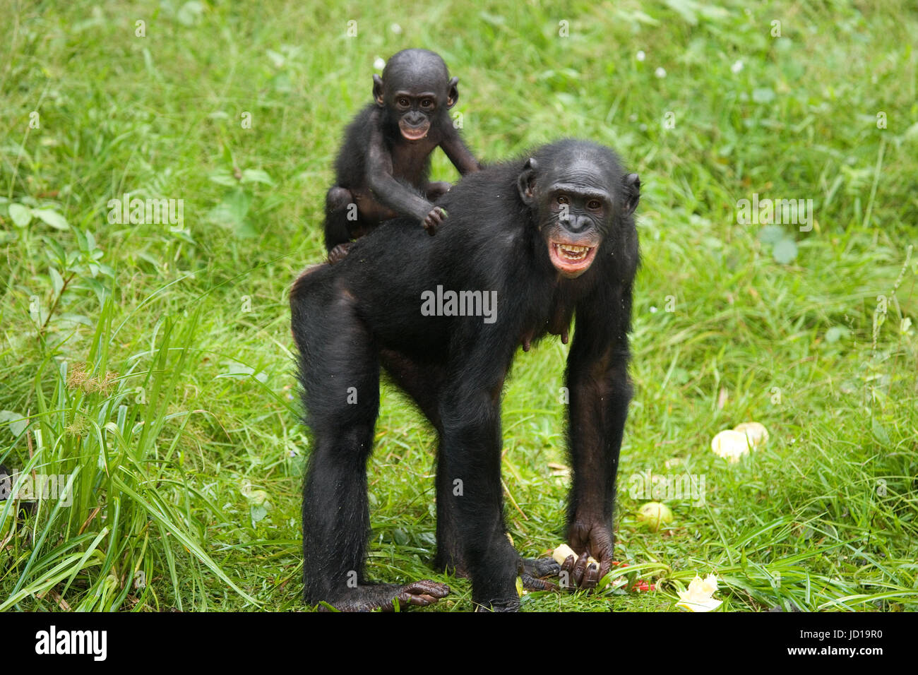 Female bonobo with a baby. Democratic Republic of Congo. Lola Ya BONOBO ...