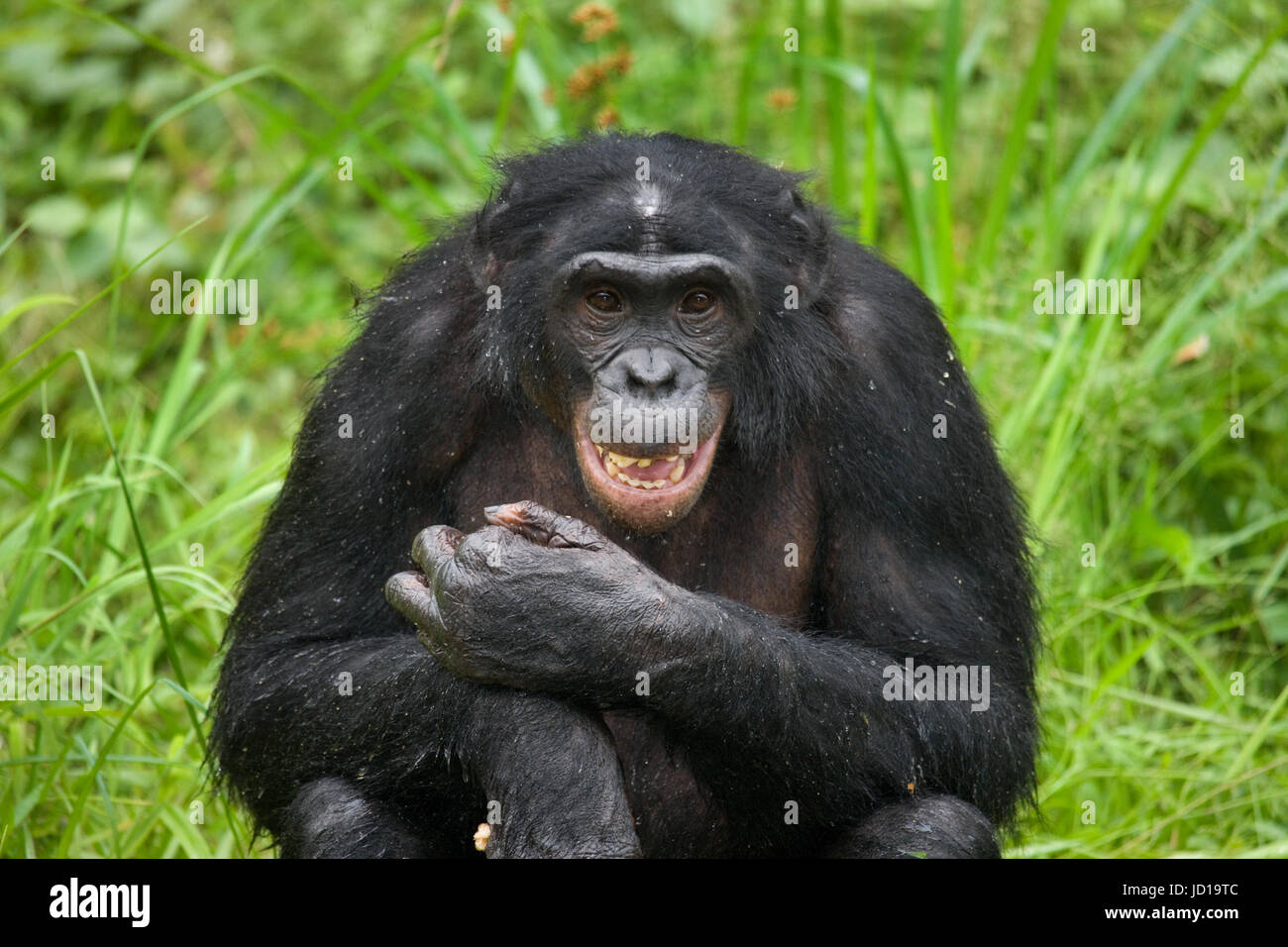 Portrait of bonobos. Close-up. Democratic Republic of Congo. Lola Ya ...