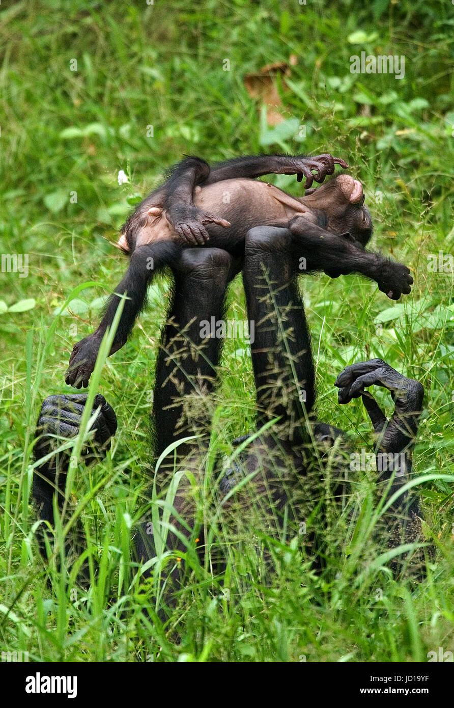 Female bonobo with a baby. Democratic Republic of Congo. Lola Ya BONOBO ...