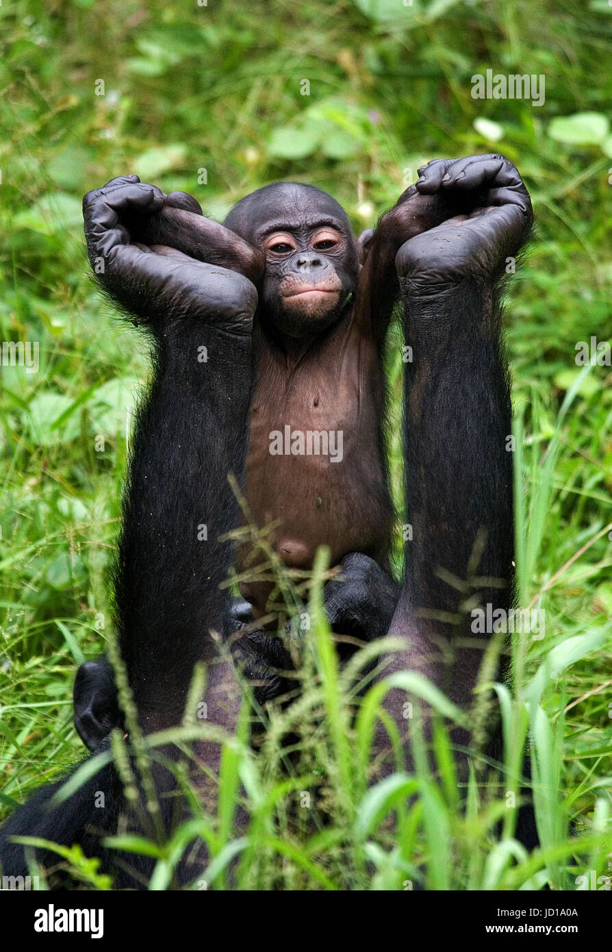 Female bonobo hi-res stock photography and images - Alamy