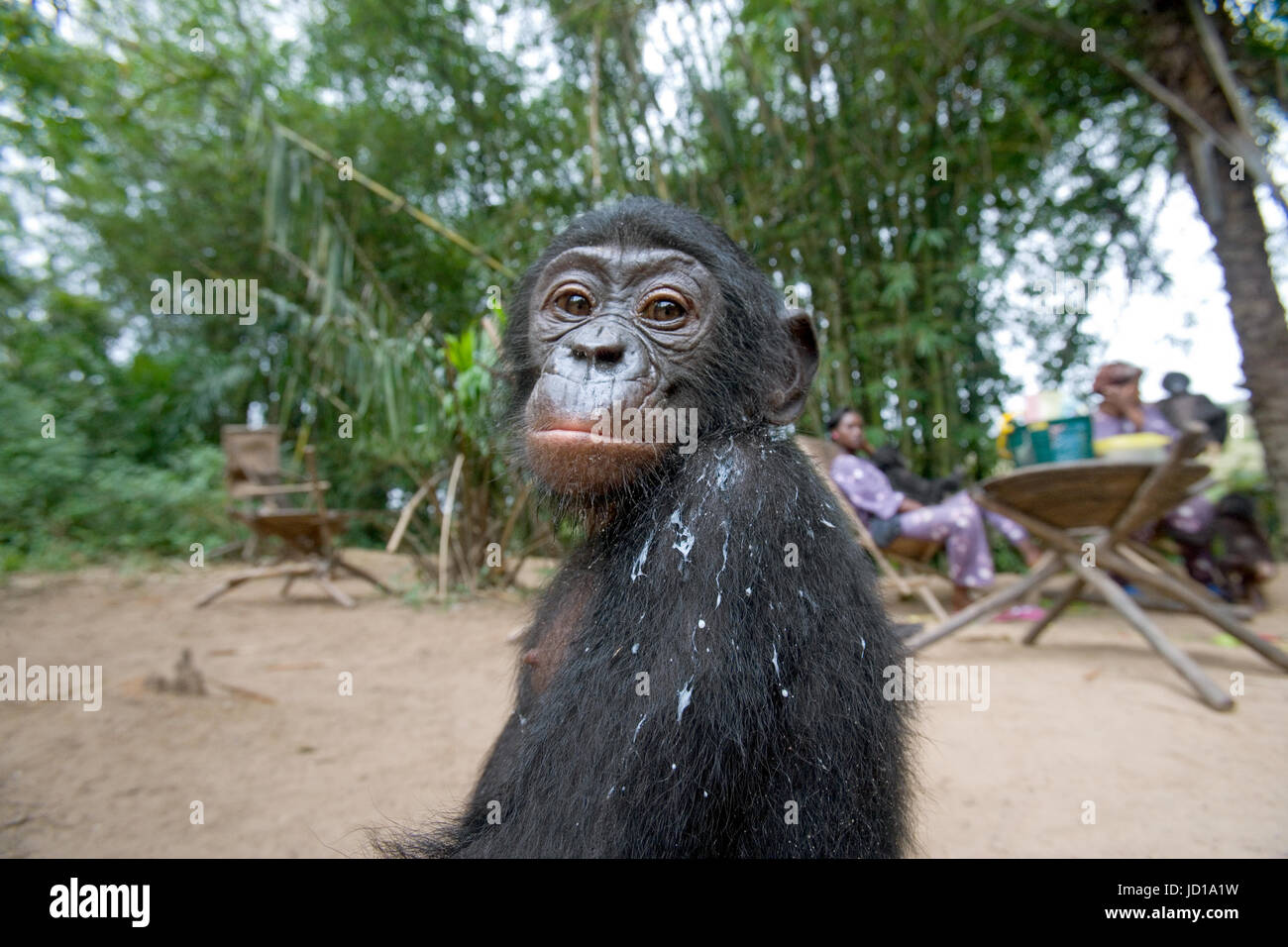 Bonobo baby animal hi-res stock photography and images - Alamy