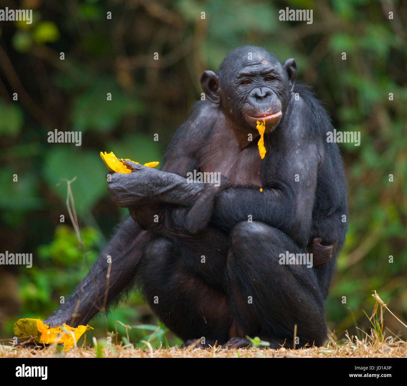 Female bonobo with a baby. Democratic Republic of Congo. Lola Ya BONOBO ...