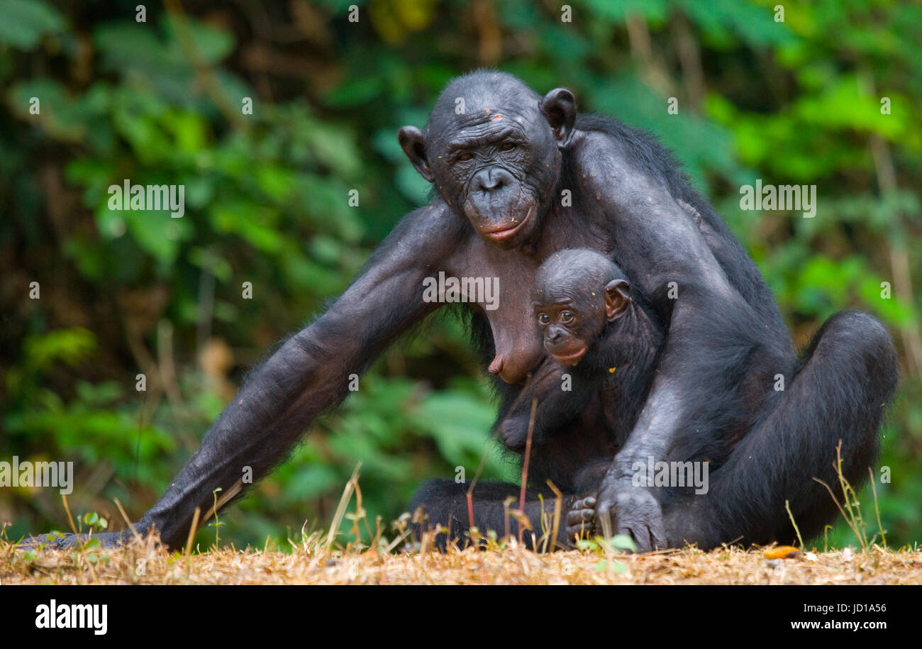 Female bonobo with a baby. Democratic Republic of Congo. Lola Ya BONOBO ...