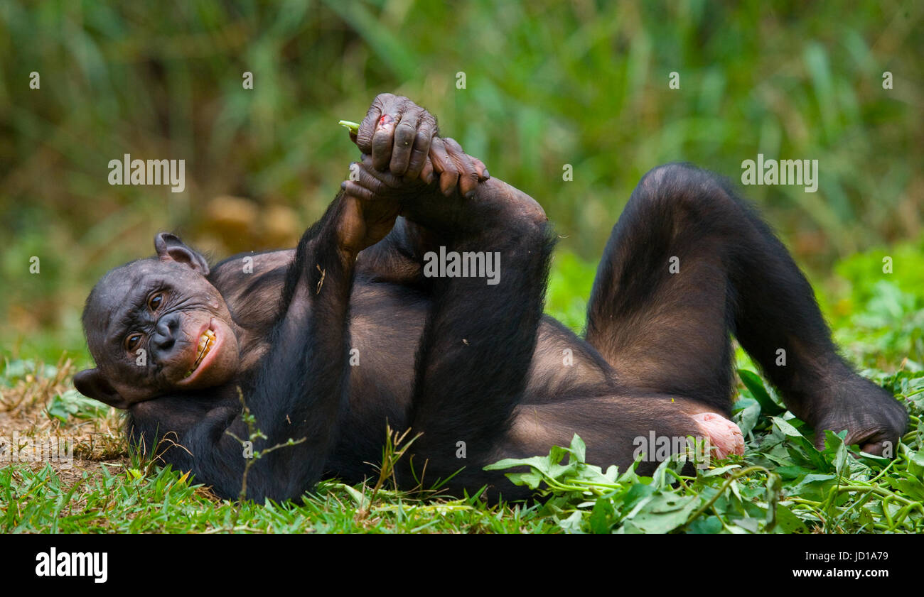 Bonobo lying on the grass. Democratic Republic of Congo. Lola Ya BONOBO ...