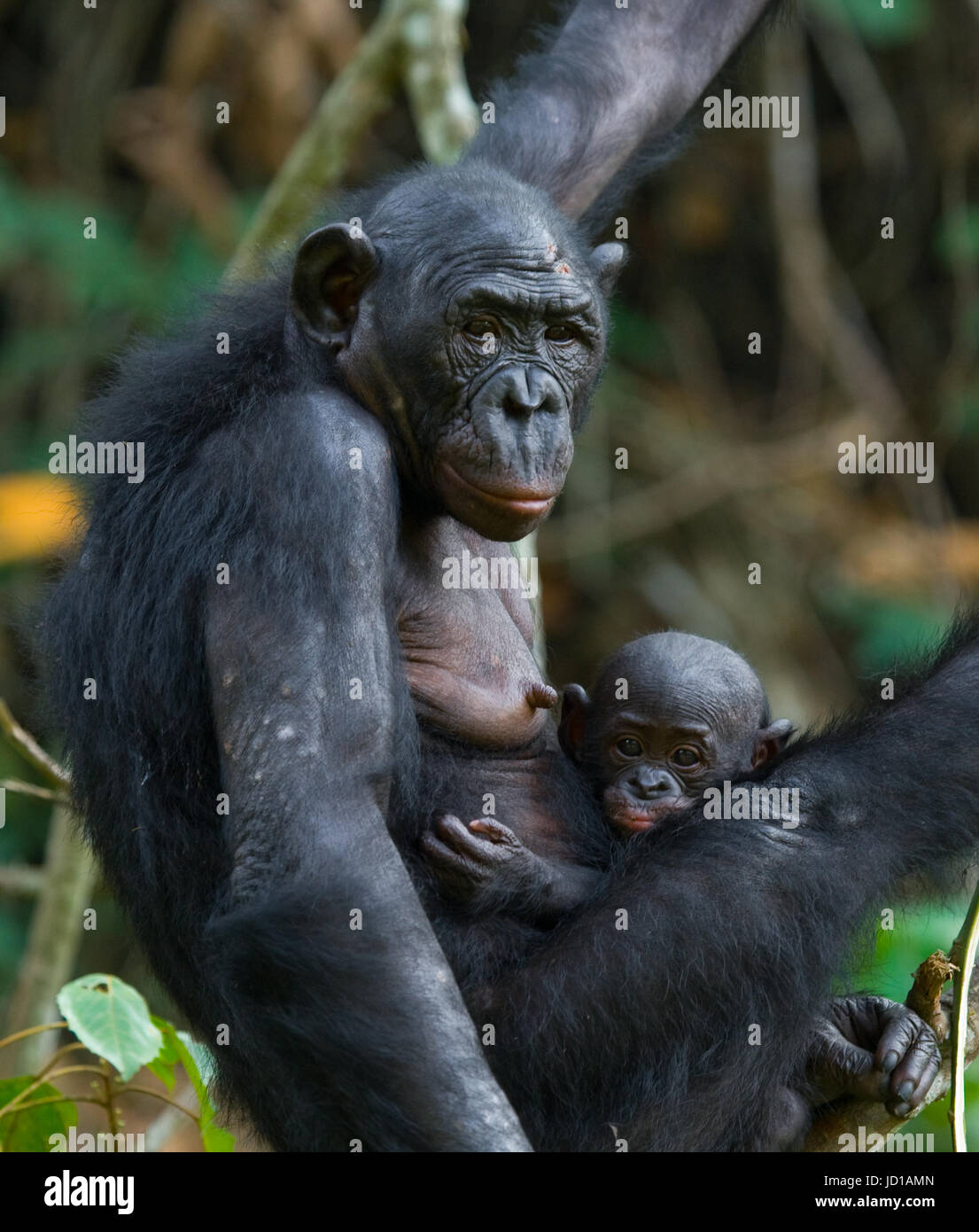 Female bonobo with a baby. Democratic Republic of Congo. Lola Ya BONOBO ...