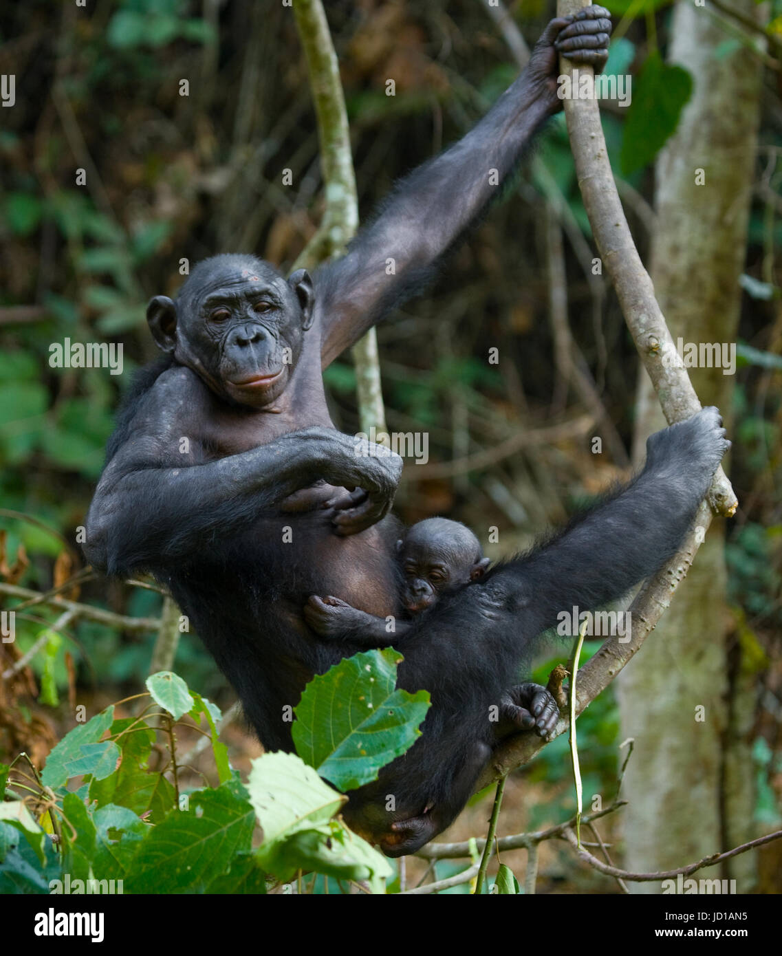 Female bonobo with a baby. Democratic Republic of Congo. Lola Ya BONOBO ...