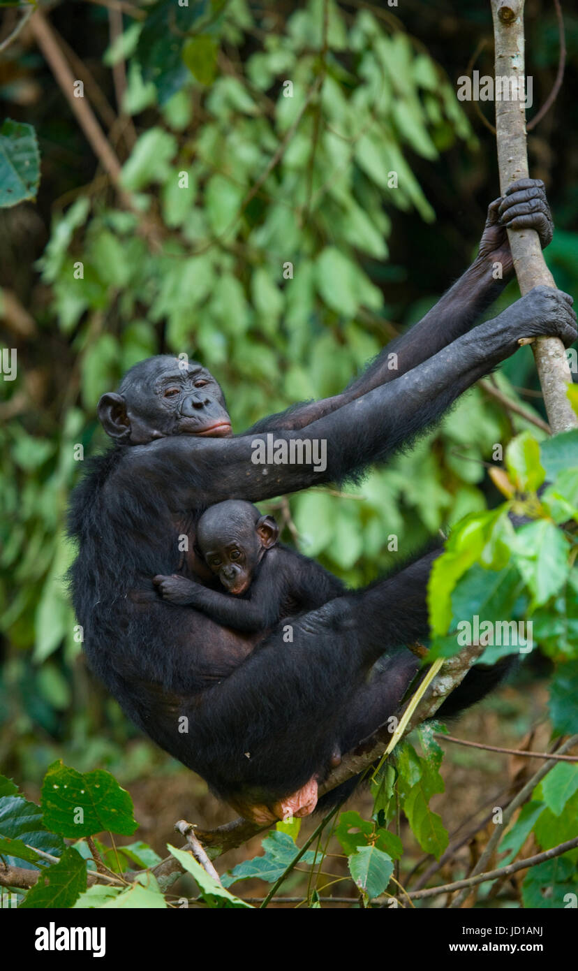 Female bonobo with a baby. Democratic Republic of Congo. Lola Ya BONOBO ...