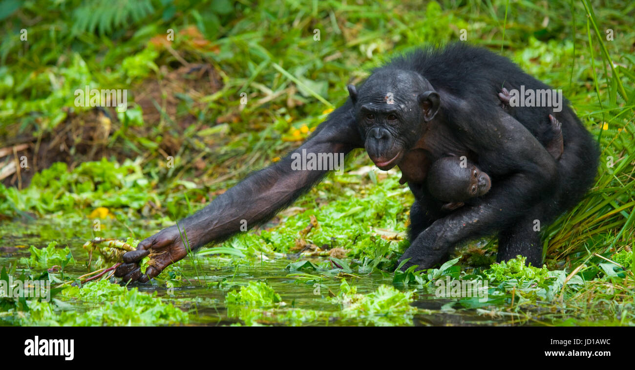 Female bonobo with a baby. Democratic Republic of Congo. Lola Ya BONOBO ...