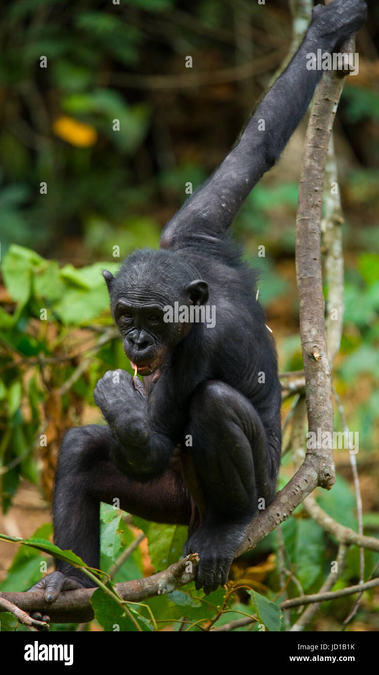 Bonobo is sitting on a tree. Democratic Republic of Congo. Lola Ya ...