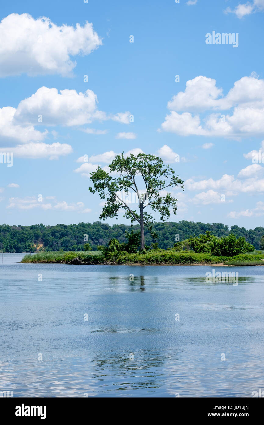 Fluffy tree on bank hi-res stock photography and images - Alamy