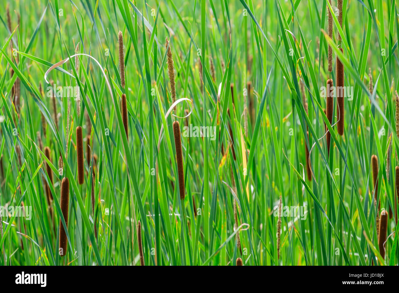 Wetland grass and reeds Stock Photo - Alamy