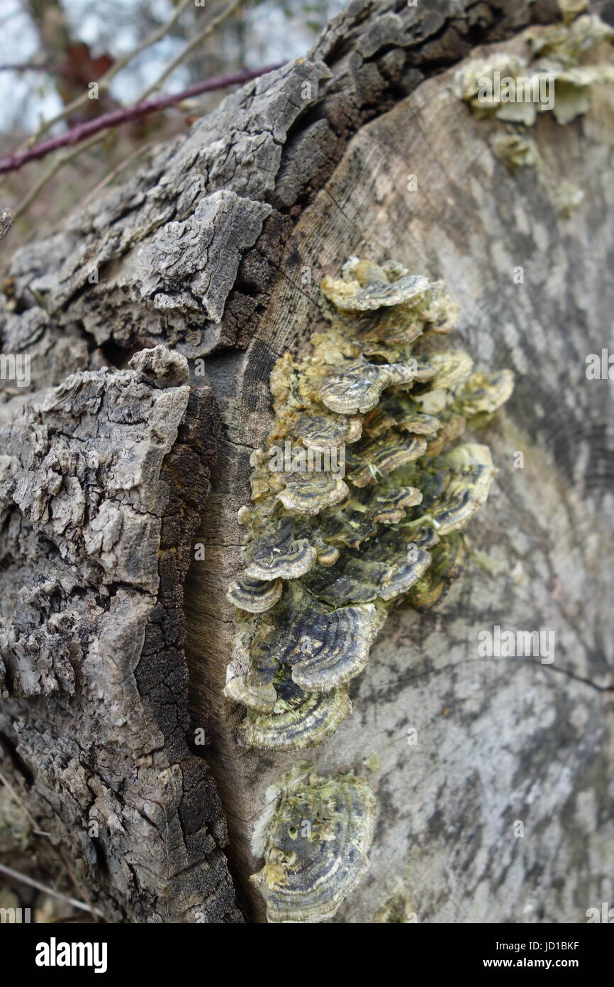 fungus on tree Stock Photo - Alamy