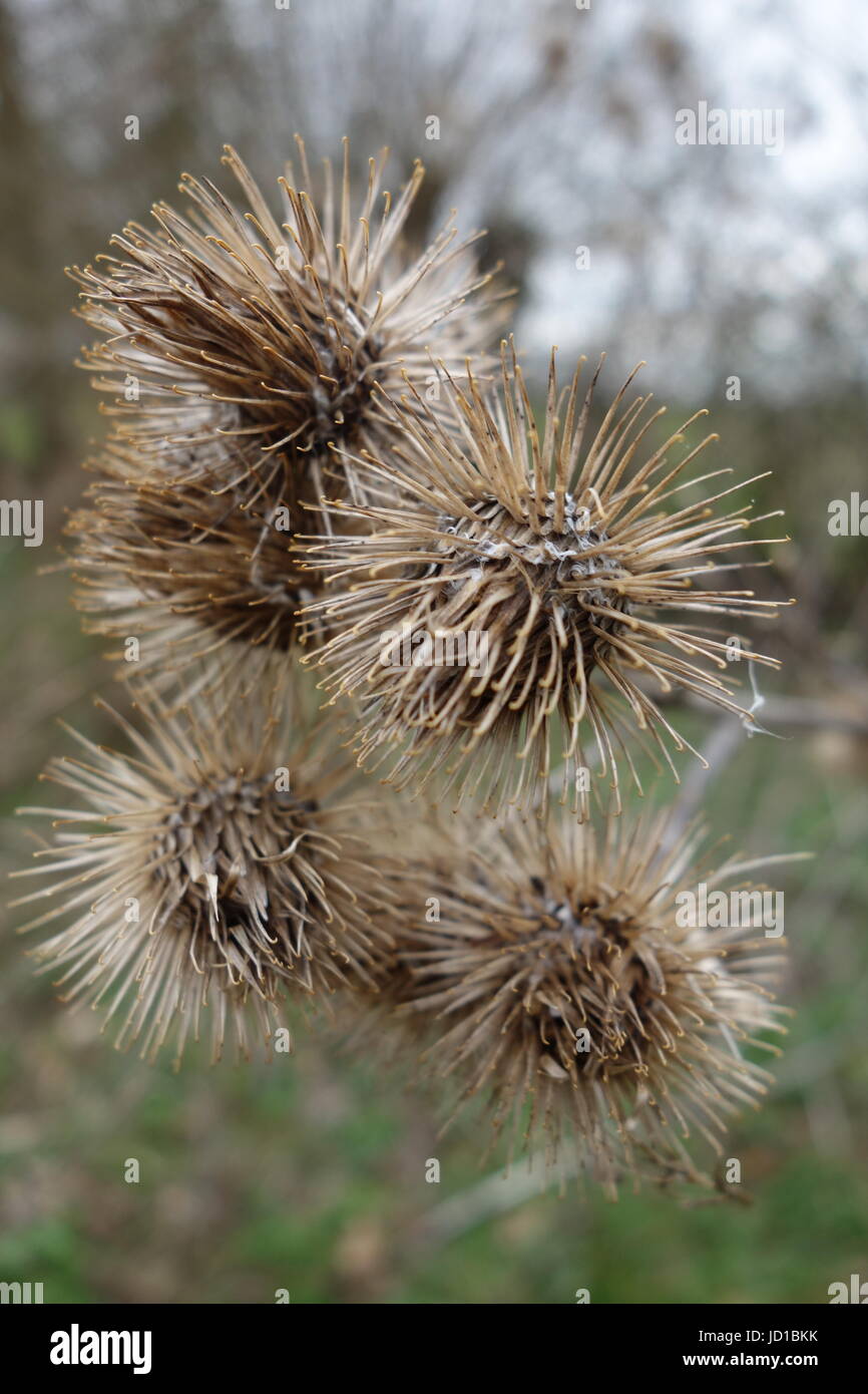 British forest plants hi-res stock photography and images - Alamy