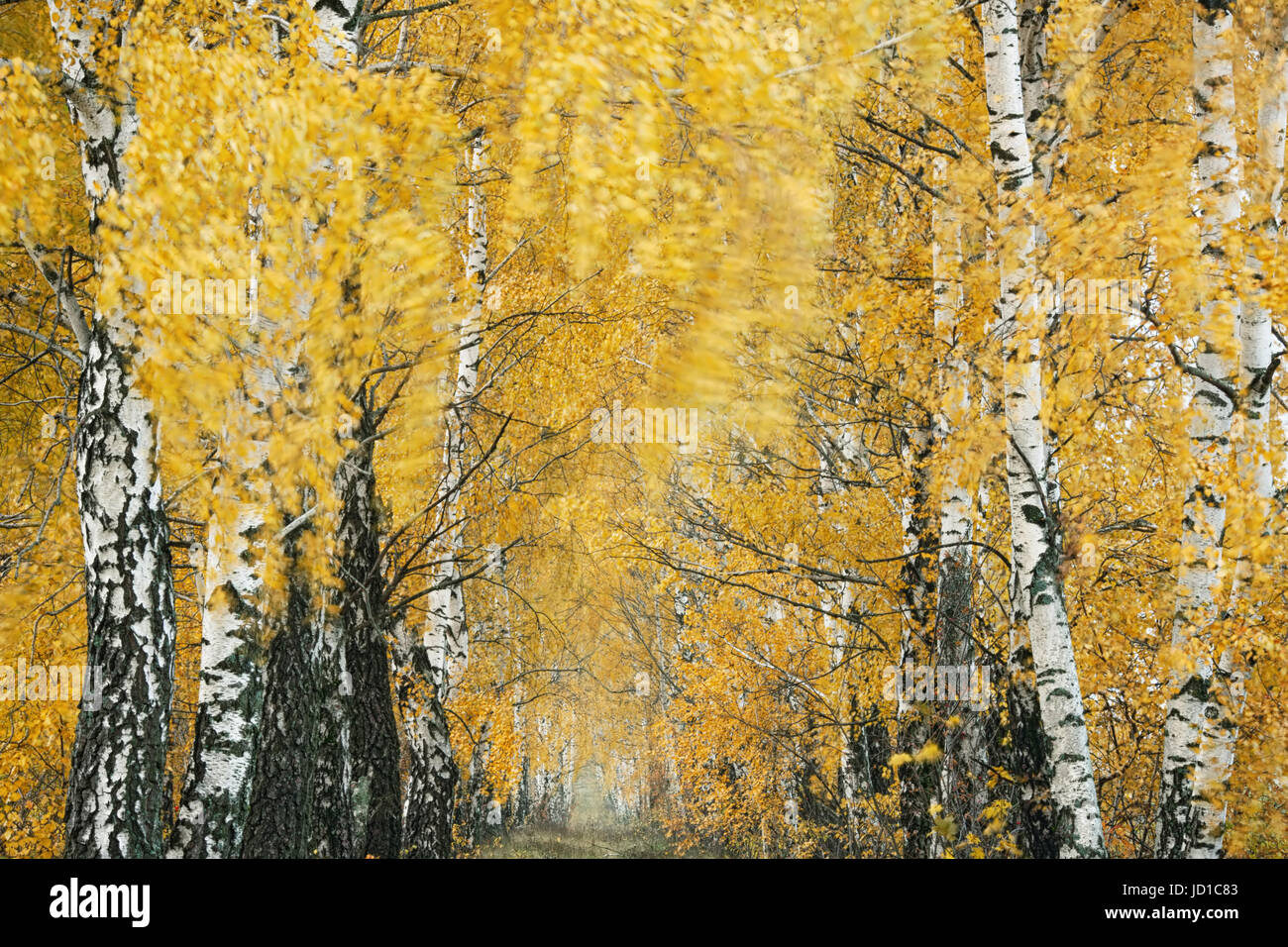 Yellow birch trees in windy autumn day Stock Photo - Alamy