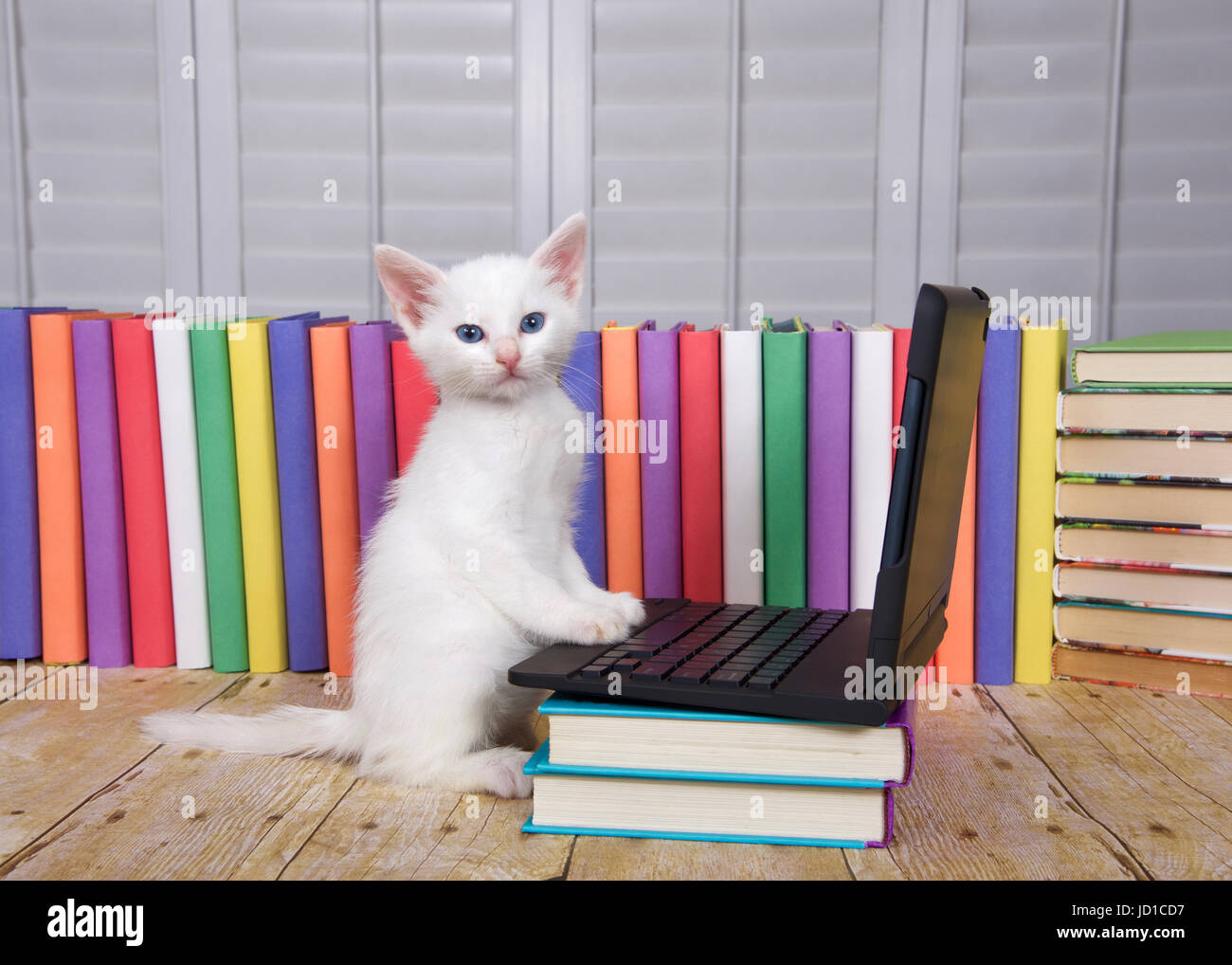 Fluffy white kitten sitting on a wood table looking at a small portable ...