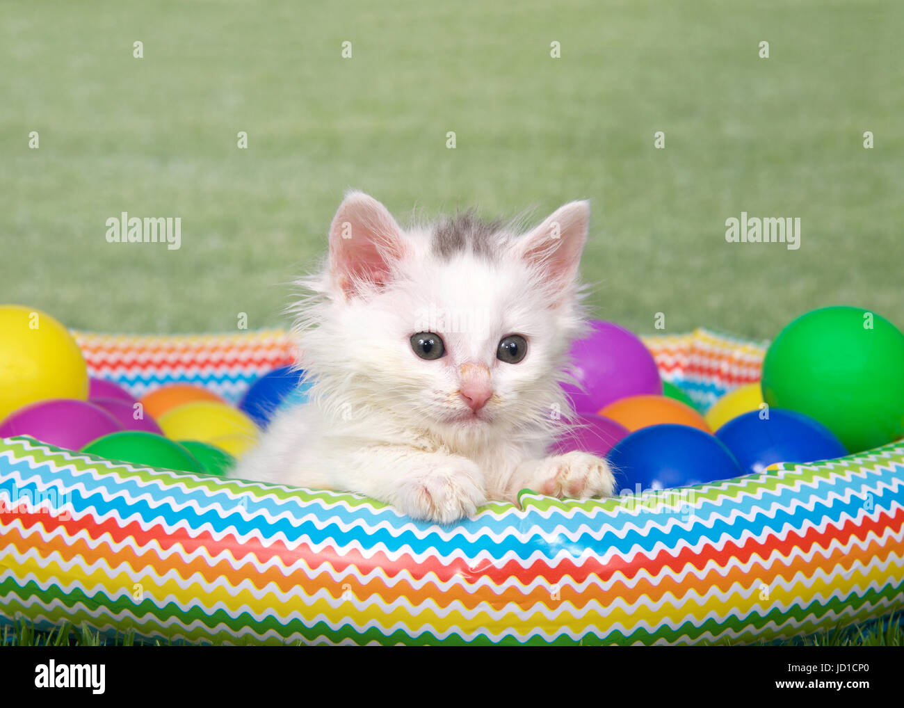 Portrait of one small fluffy white kitten with puff of brown fur on top ...